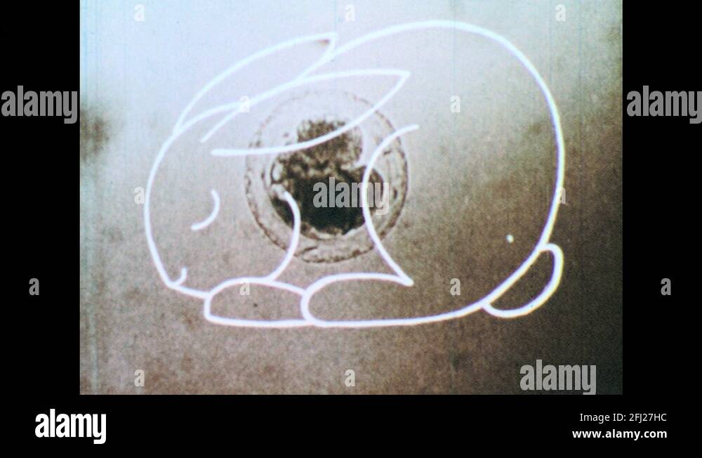 1960s: Cell. Animated rabbit turns into circle. Pieces of cell are ...