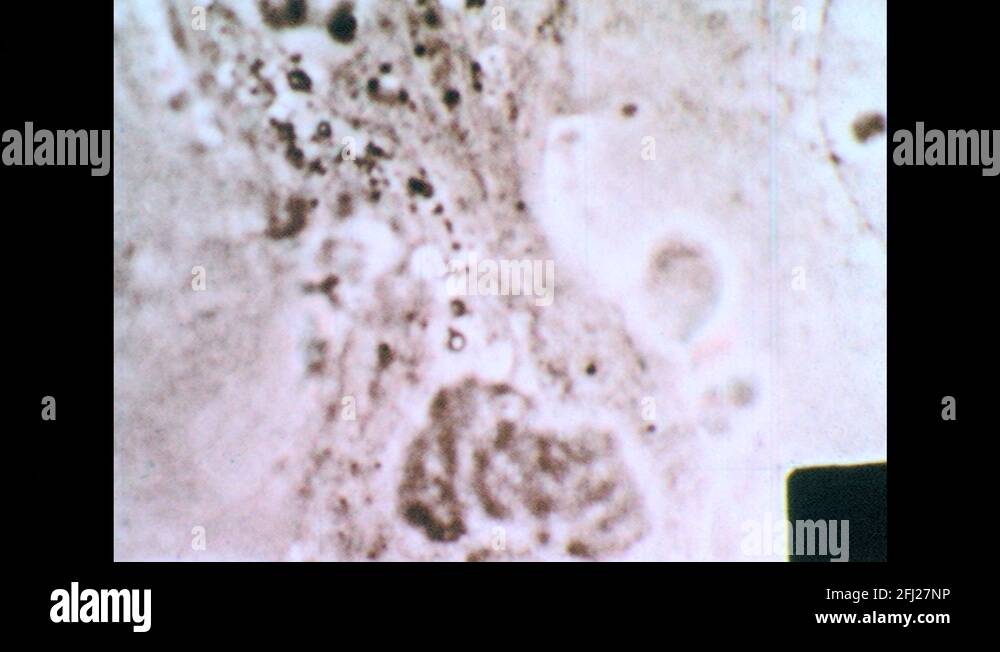 Cell membrane microscope Stock Videos & Footage - HD and 4K Video Clips ...