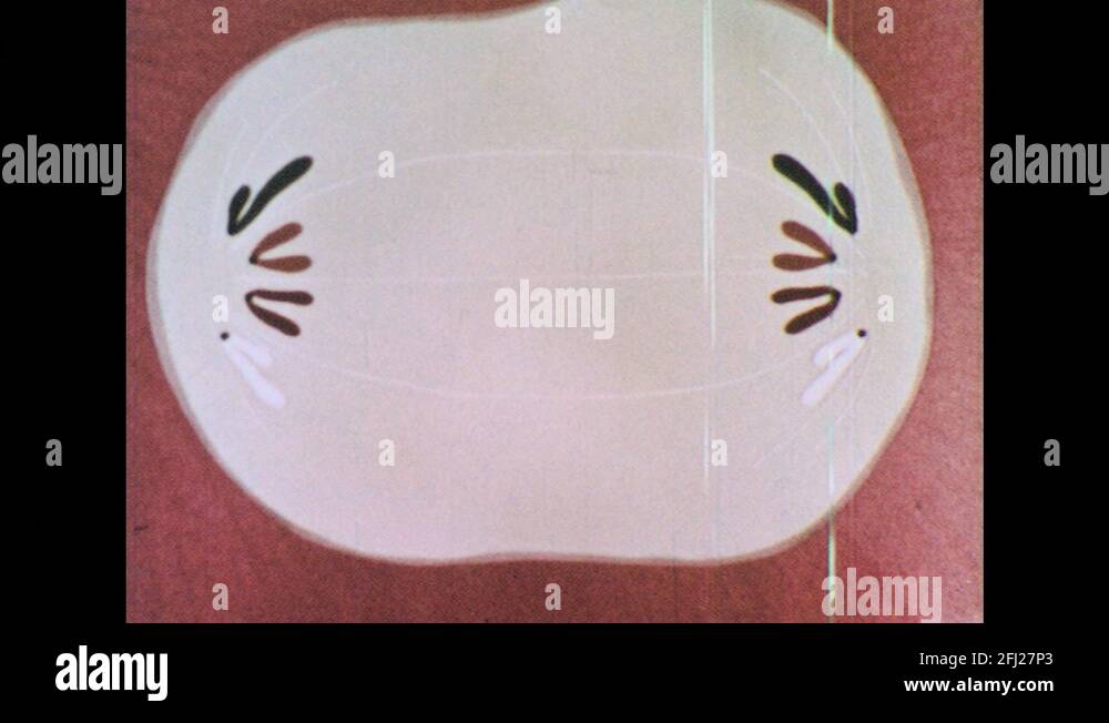 1960s: Animated cell. Text reads "telophase." Cell plate separates cell ...