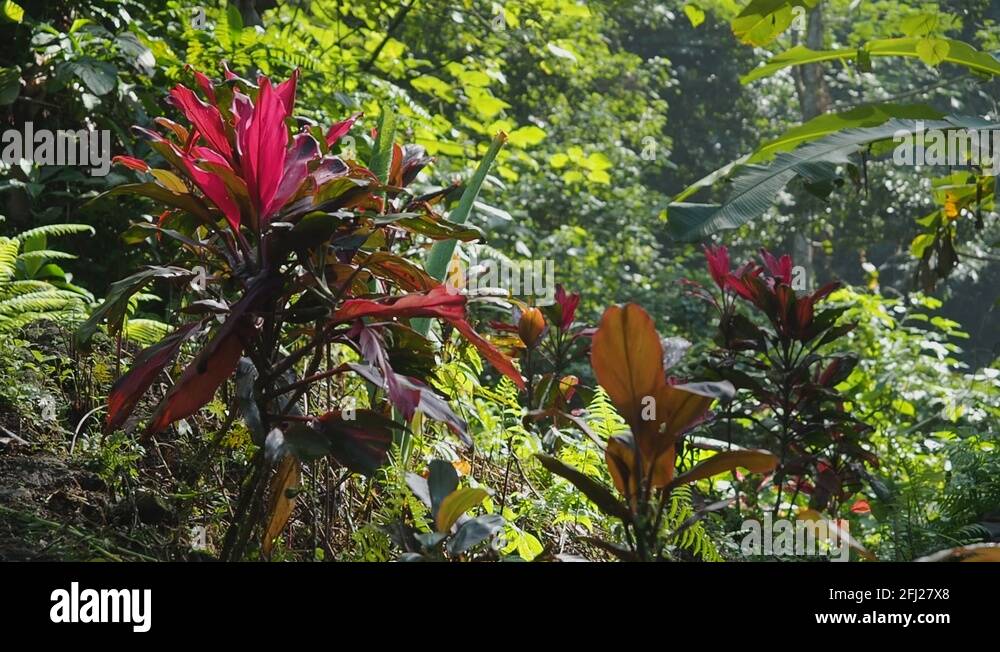 Forest no people Stock Videos & Footage - HD and 4K Video Clips - Alamy