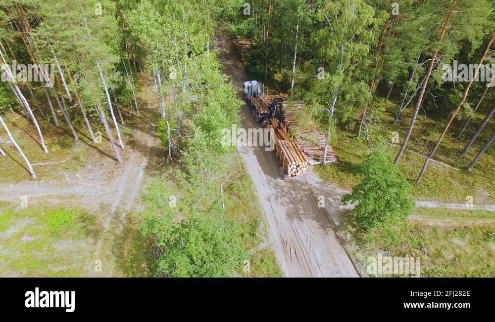 Deforestation. Hydraulic loader forklift loads logs onto trailer ...