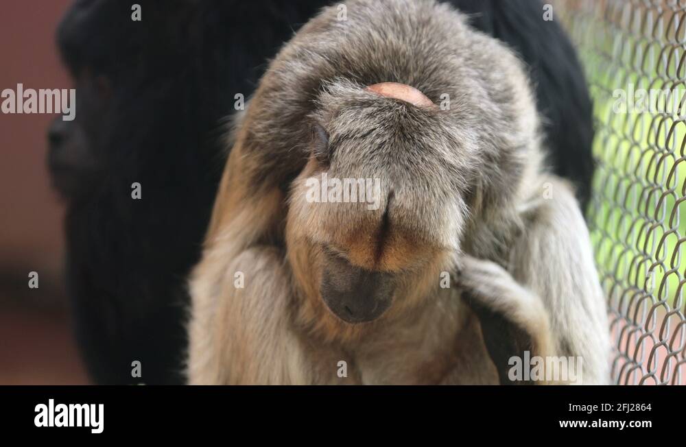 Monkey checking his private parts Stock Video Footage - Alamy