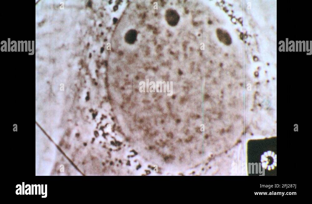 Active cell Stock Videos & Footage - HD and 4K Video Clips - Alamy