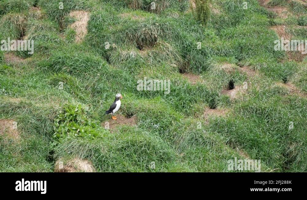 Puffin bank Stock Videos & Footage - HD and 4K Video Clips - Alamy