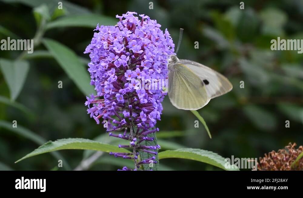 White buddleja davidii flowers Stock Videos & Footage - HD and 4K Video ...