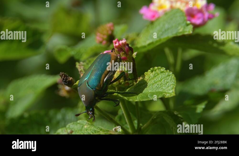 Flower scarab Stock Videos & Footage - HD and 4K Video Clips - Alamy