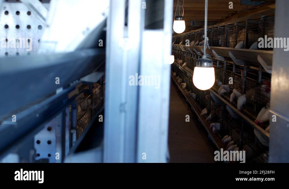 Poultry farm for broiler chickens breeding, young chickens sit in open ...