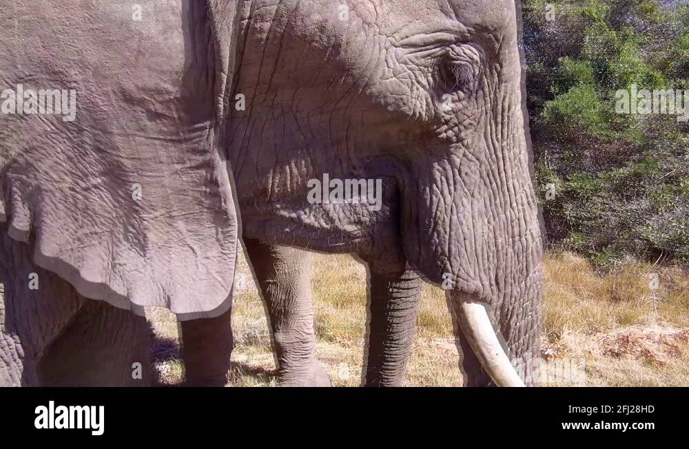 Close up footage of an elephants, ears,face and side Stock Video ...