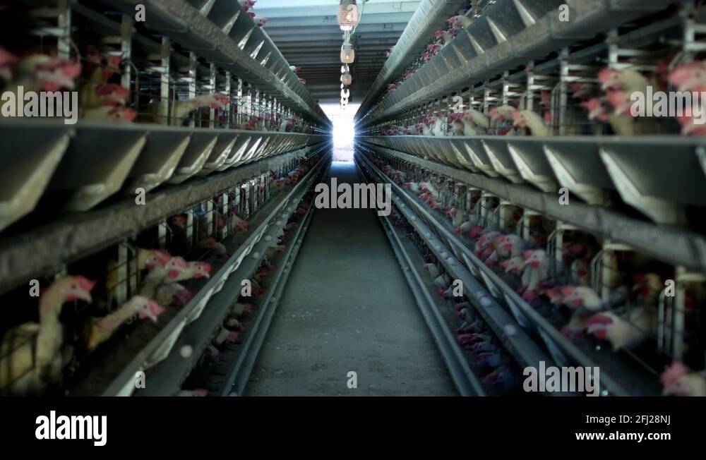 Poultry farm, chickens sit in open-air cages and eat mixed feed, on ...