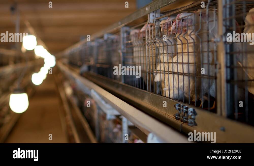 Poultry farm for broiler chickens breeding, young chickens sit in open ...