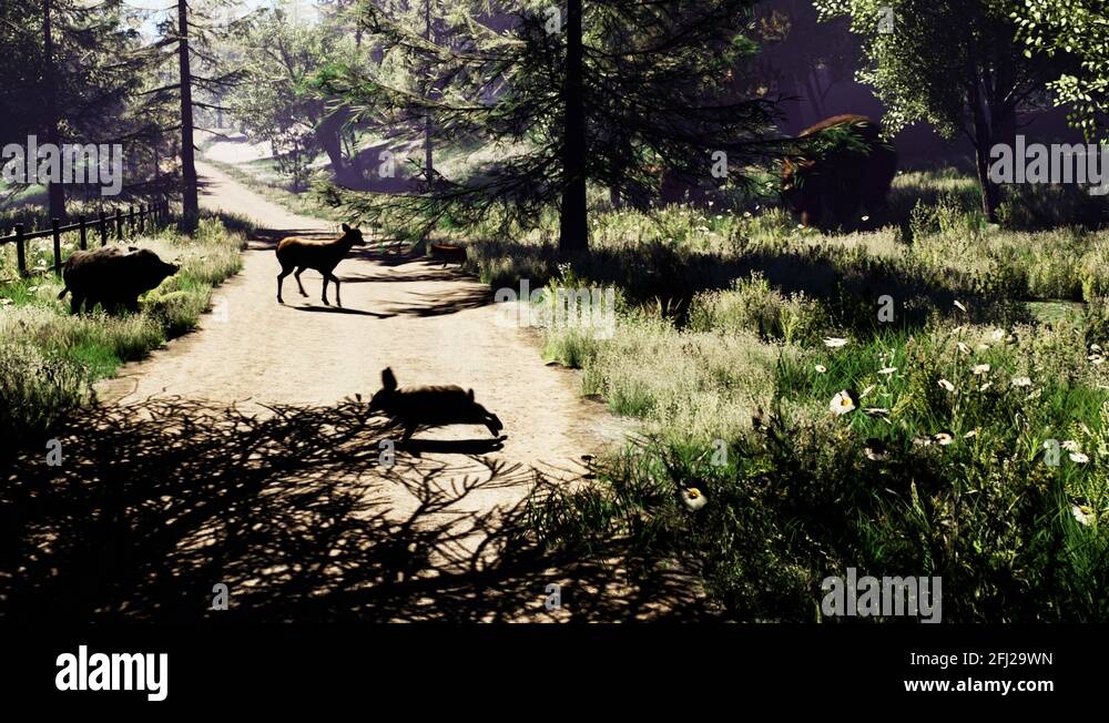 Sunny animals Stock Videos & Footage - HD and 4K Video Clips - Alamy