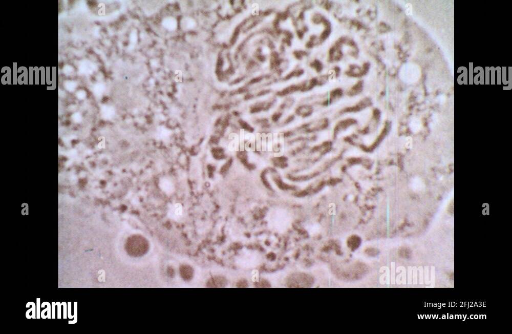 Cell center Stock Videos & Footage - HD and 4K Video Clips - Alamy