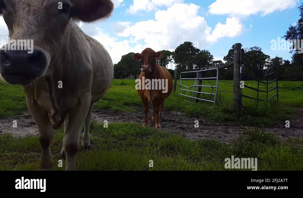 Fat cow in pasture Stock Videos & Footage - HD and 4K Video Clips - Alamy