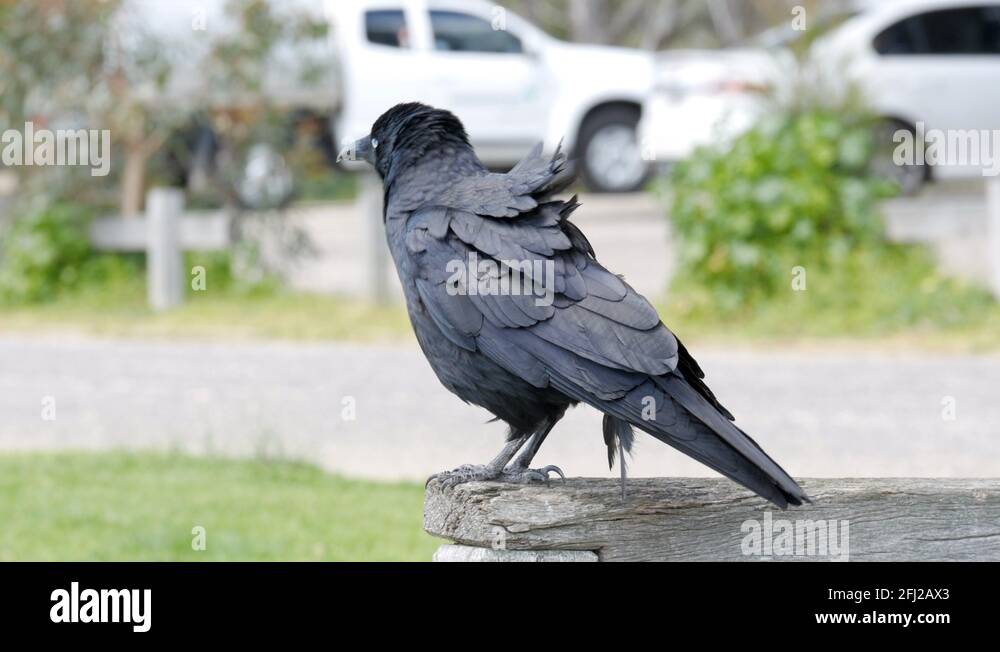 Close up crow wing Stock Videos & Footage - HD and 4K Video Clips - Alamy