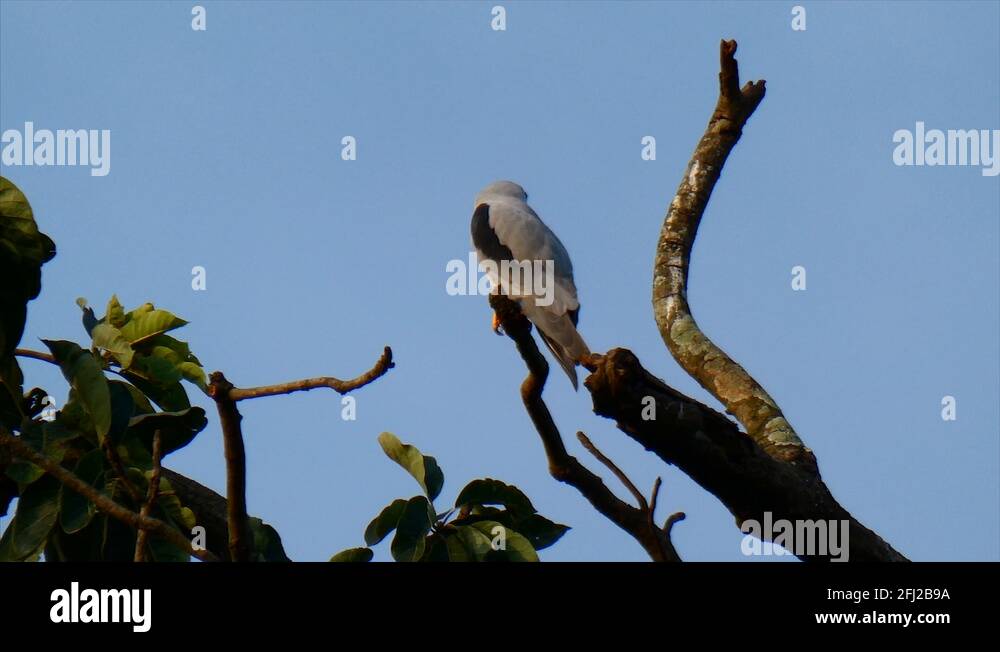 Raptor classification Stock Videos & Footage - HD and 4K Video Clips ...