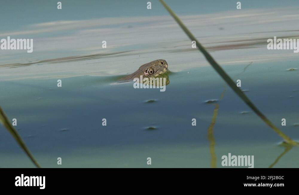 Head a Snake River Natrix reptile floating in water on river among ...