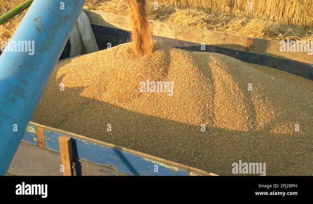 Loading crops Stock Videos & Footage - HD and 4K Video Clips - Alamy