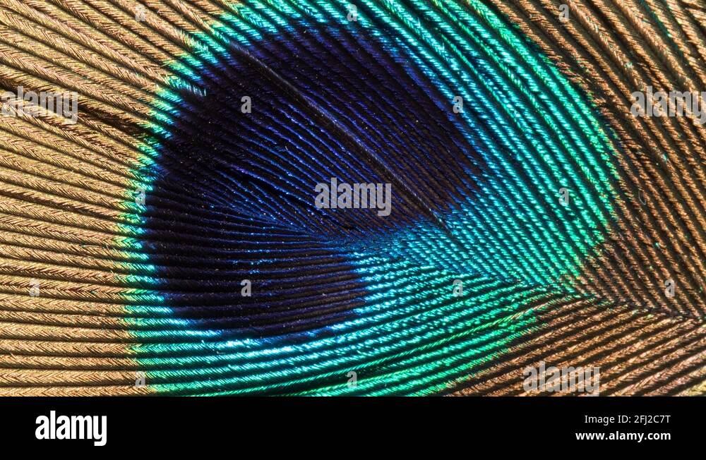 Father peacock Stock Videos & Footage - HD and 4K Video Clips - Alamy