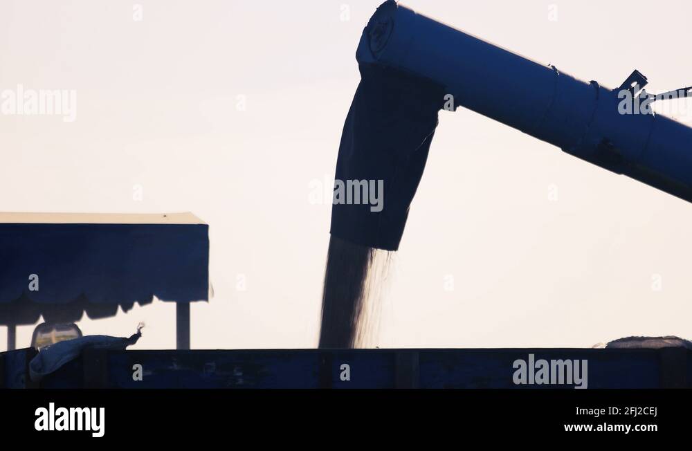 Grain flow Stock Videos & Footage - HD and 4K Video Clips - Alamy