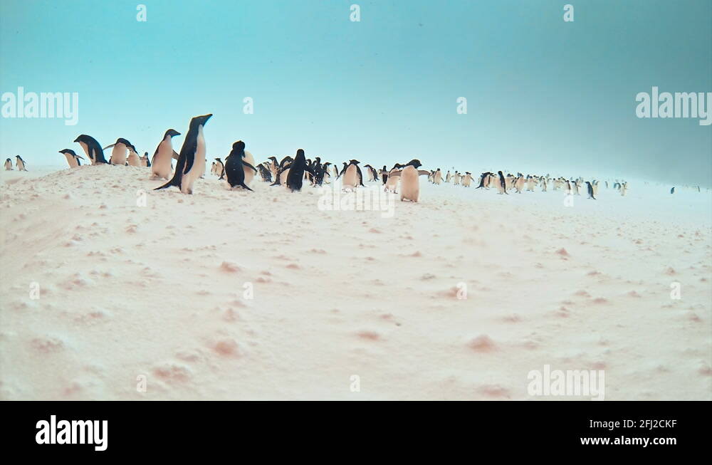 Antarctica penguins icebergs Stock Videos & Footage - HD and 4K Video ...