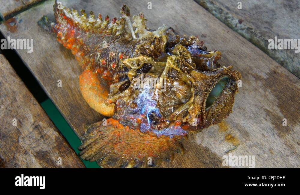 Stonefish one venomous fish Stock Videos & Footage - HD and 4K Video ...