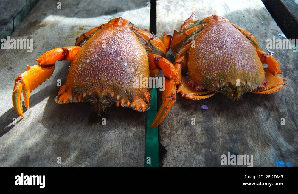 Crab spanner crab seafood Stock Videos & Footage - HD and 4K Video ...