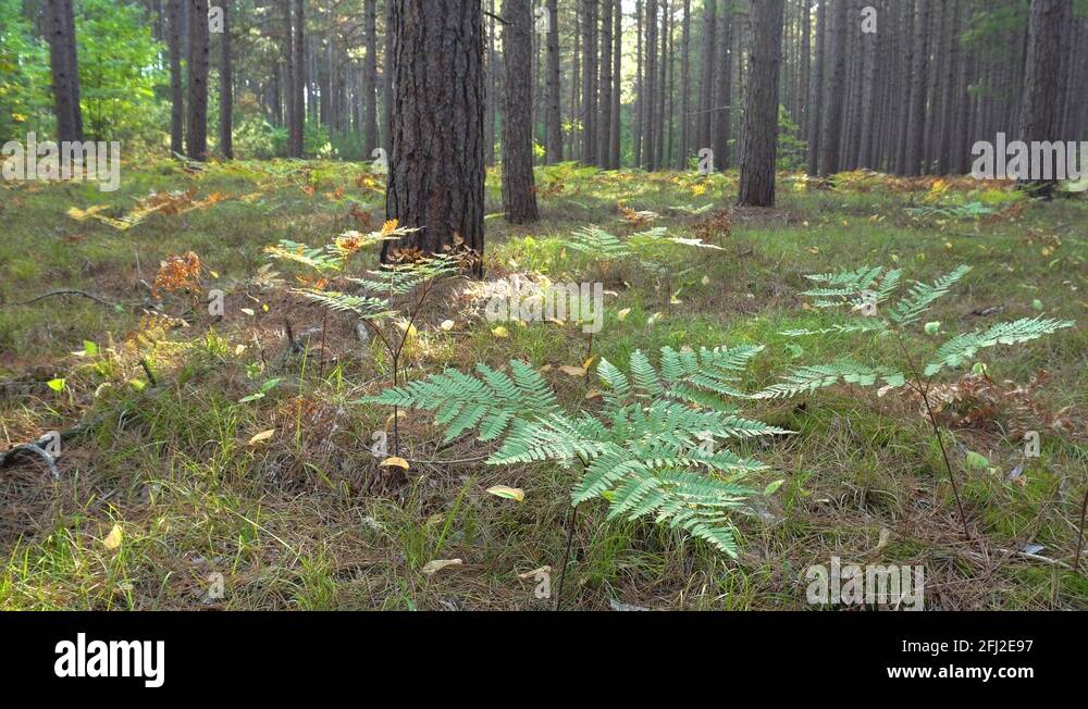Evergreen wood fern Stock Videos & Footage - HD and 4K Video Clips - Alamy