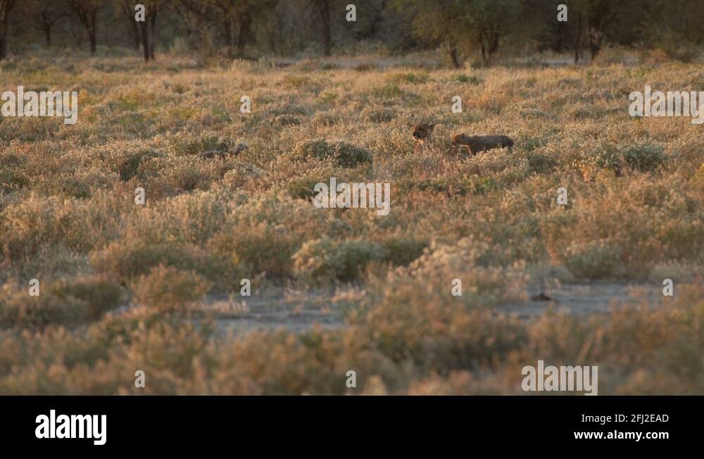 Hunter ferocious grass Stock Videos & Footage - HD and 4K Video Clips ...