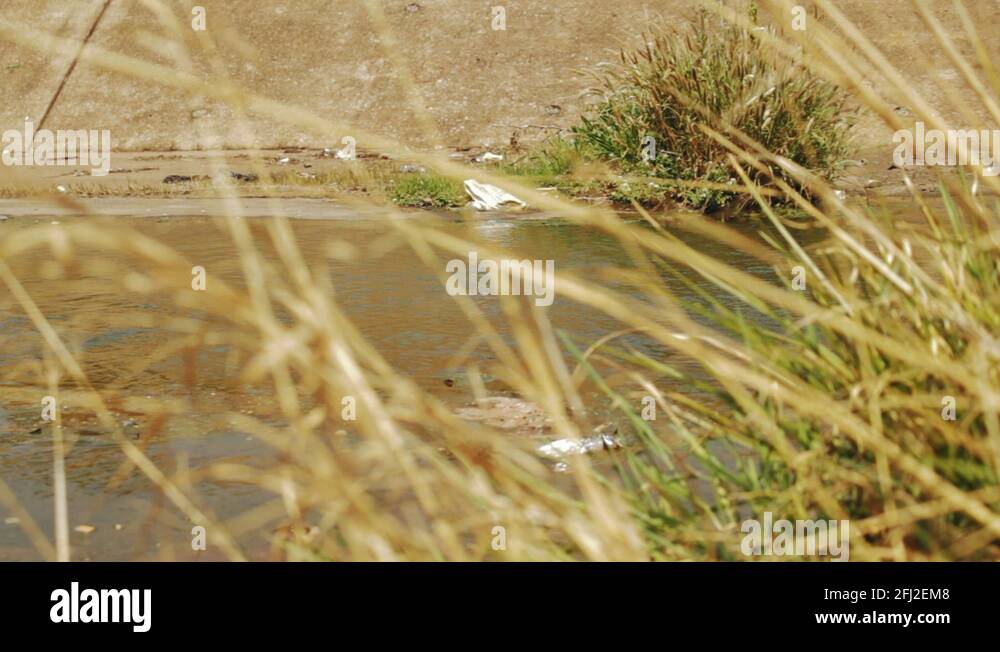 Invasive grass Stock Videos & Footage - HD and 4K Video Clips - Alamy