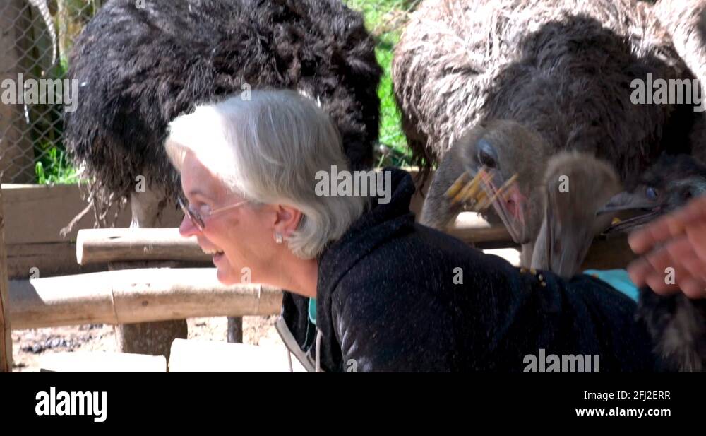 Back view of african ostrich Stock Videos & Footage - HD and 4K Video ...