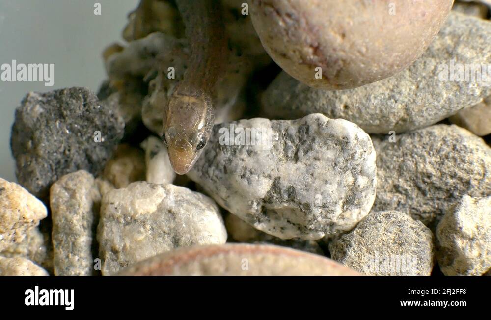 Burrowing lizards Stock Videos & Footage - HD and 4K Video Clips - Alamy