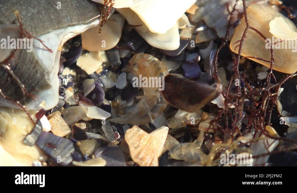 gammarus roeseli among sea shells lies in shallow water, ant is running ...