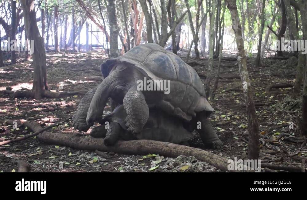 Tortoises island Stock Videos & Footage - HD and 4K Video Clips - Alamy
