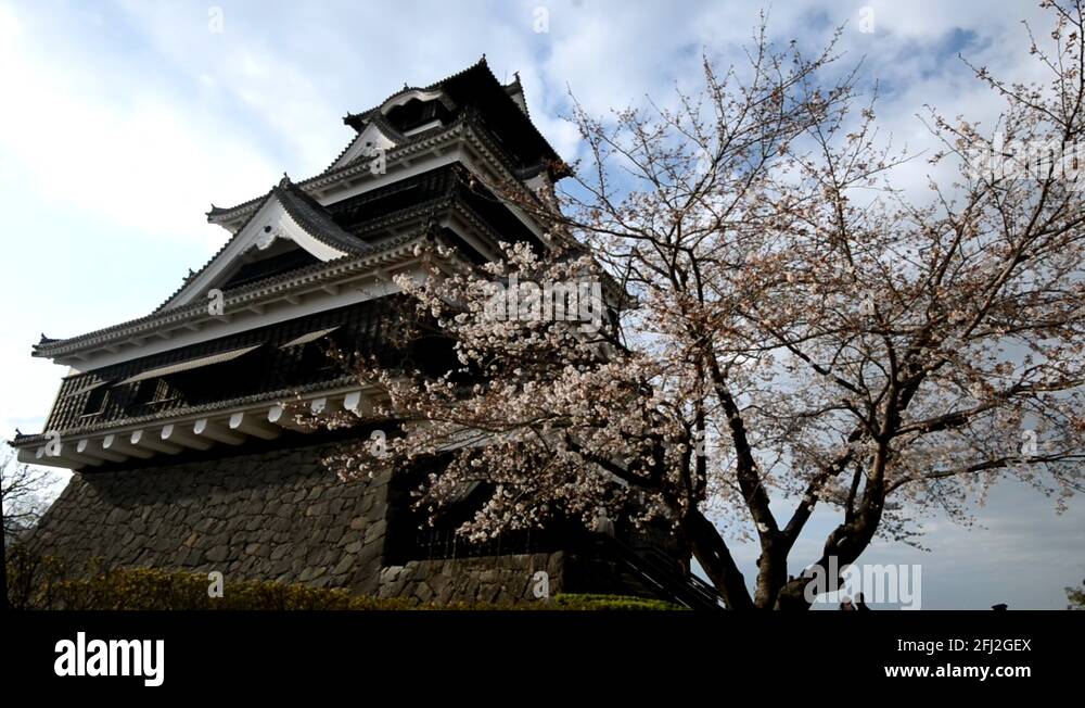 Samurai tree Stock Videos & Footage - HD and 4K Video Clips - Alamy