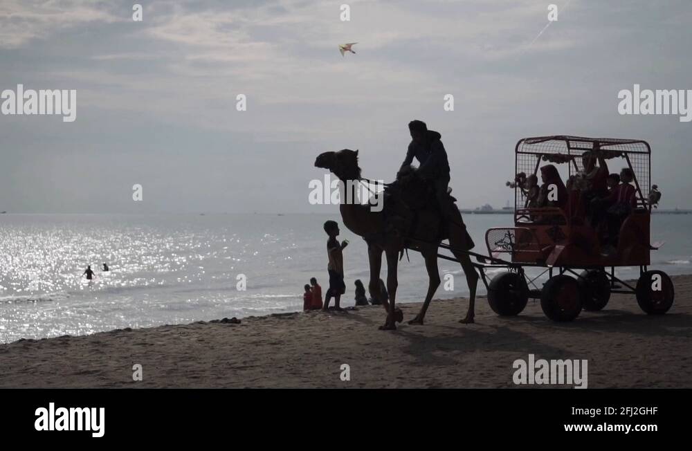 Camel carriage Stock Videos & Footage - HD and 4K Video Clips - Alamy