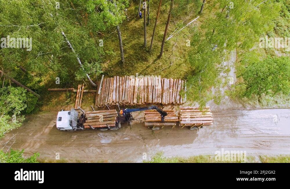 Deforestation. Hydraulic loader forklift loads logs onto trailer ...