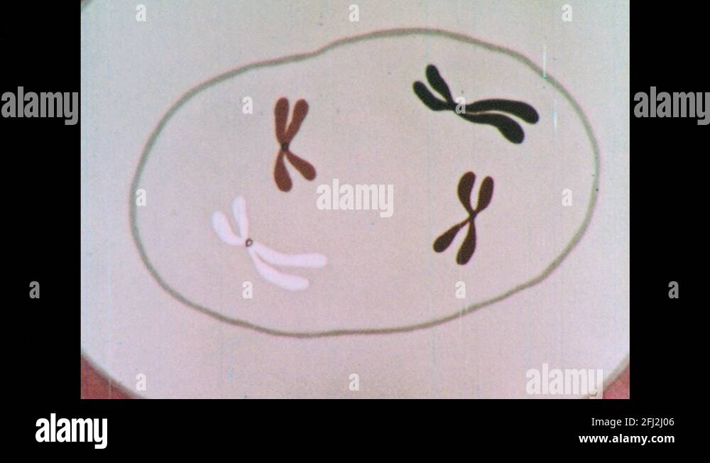 1960s: Text reads "prophase." Animated cell. Part of chromosome is ...