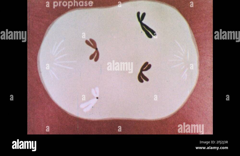 1960s: Text reads "prophase." Animated cell. Lines reach across cell to ...
