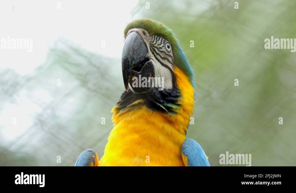 Extinct parrot Stock Videos & Footage - HD and 4K Video Clips - Alamy