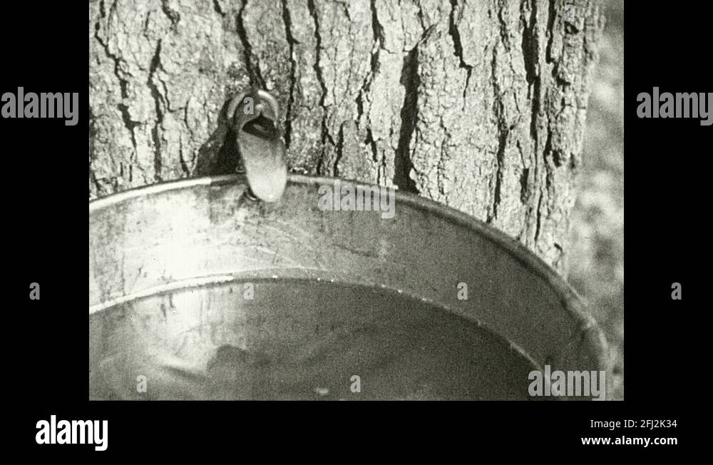 1930s: Title card. Maple tree sap drips out of spout into almost full ...