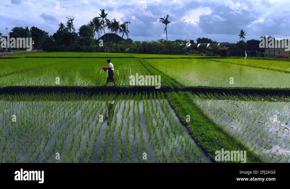 Paddy cleaning Stock Videos & Footage - HD and 4K Video Clips - Alamy