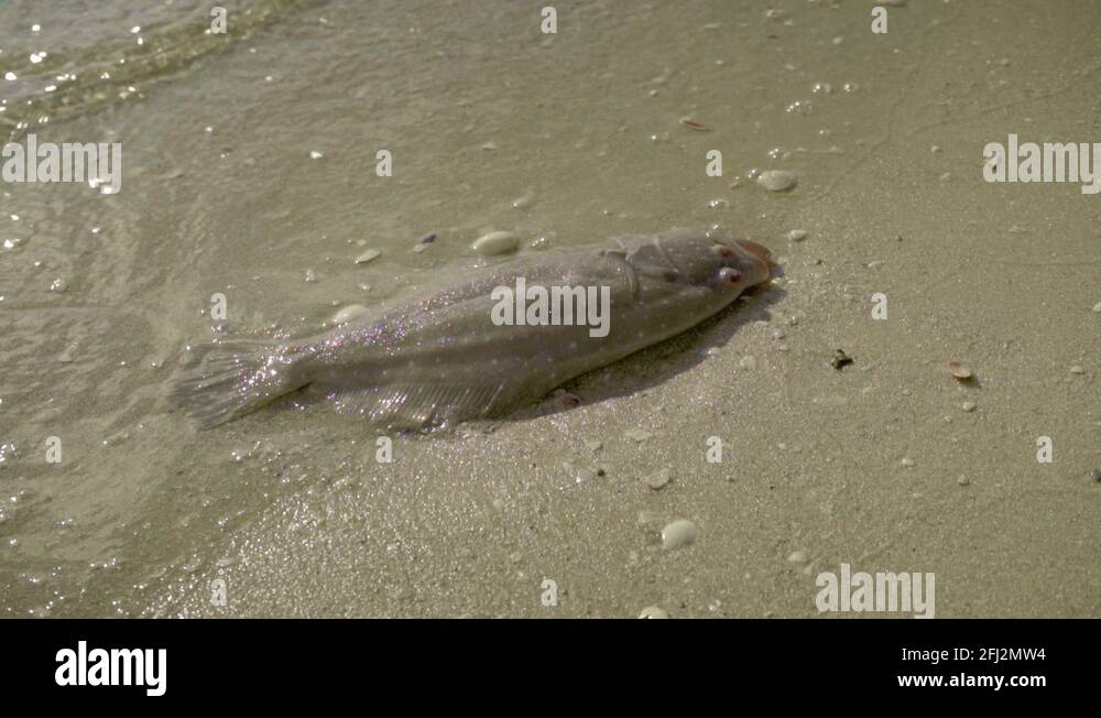 Red tide dead fish Stock Videos & Footage - HD and 4K Video Clips - Alamy