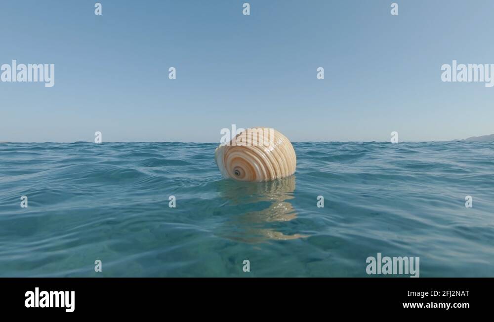 Floating shell Stock Videos & Footage - HD and 4K Video Clips - Alamy