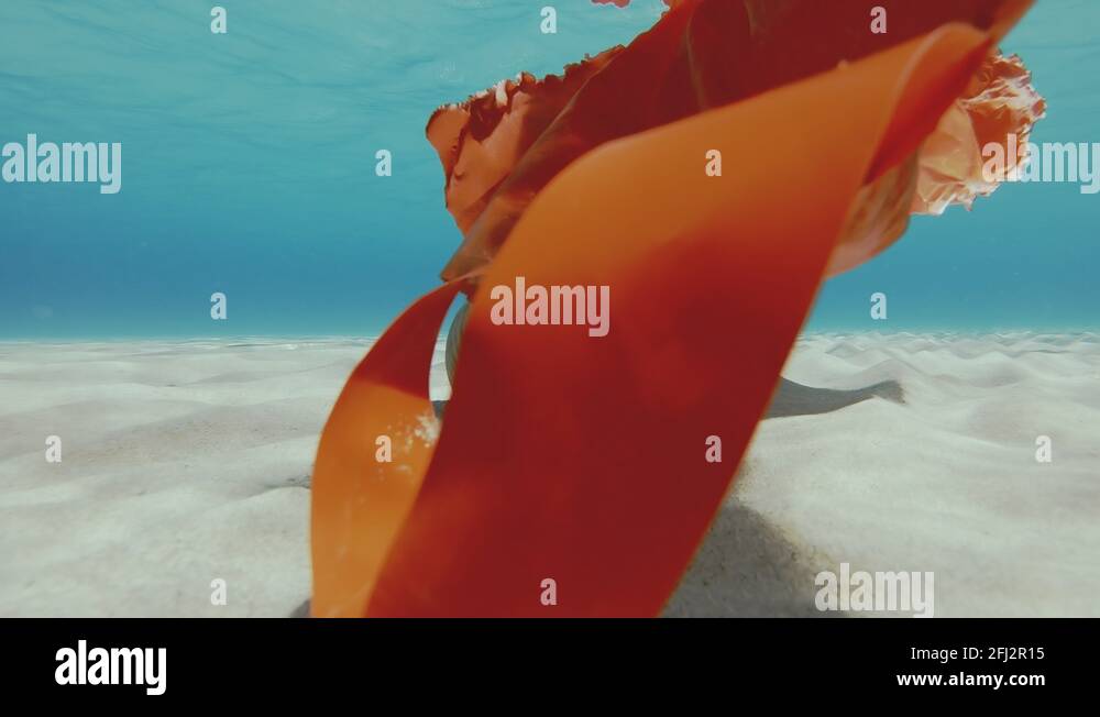 Decaying plastic Stock Videos & Footage - HD and 4K Video Clips - Alamy