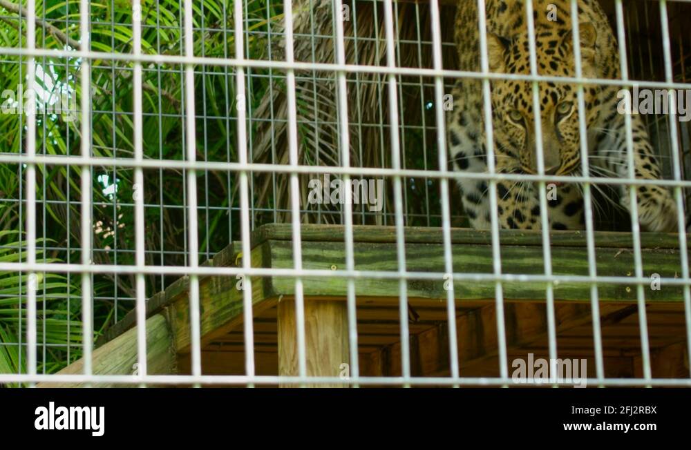 Tiger zoo cage Stock Videos & Footage - HD and 4K Video Clips - Alamy