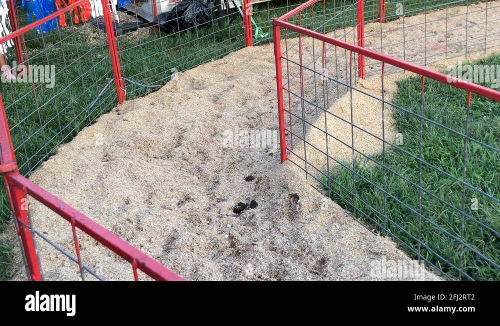 Racing pigs Stock Videos & Footage - HD and 4K Video Clips - Alamy