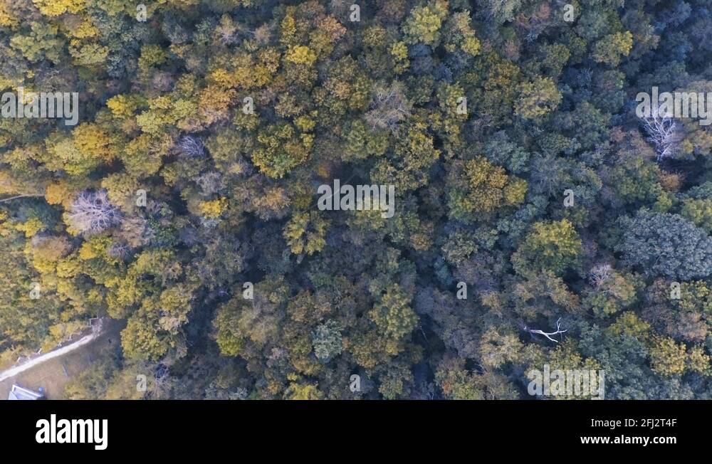 Rotating view of trees in an arial top down shot Stock Video Footage ...