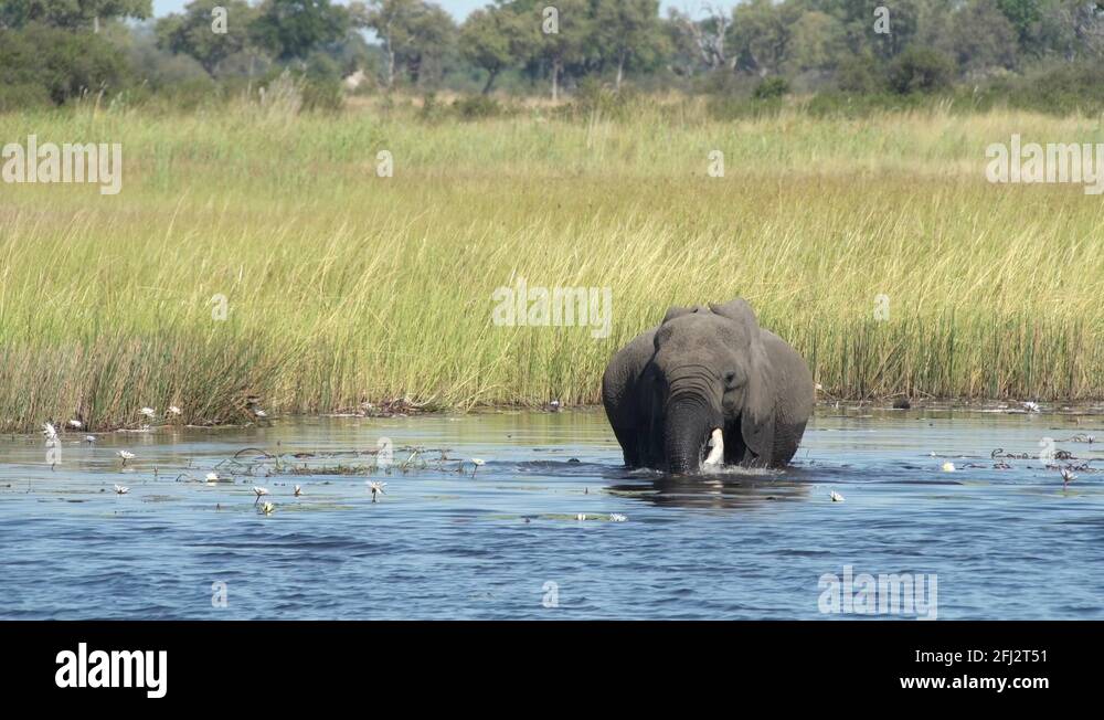 Stomping elephant Stock Videos & Footage - HD and 4K Video Clips - Alamy