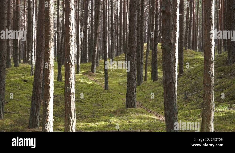 Silence of the forest Stock Videos & Footage - HD and 4K Video Clips ...