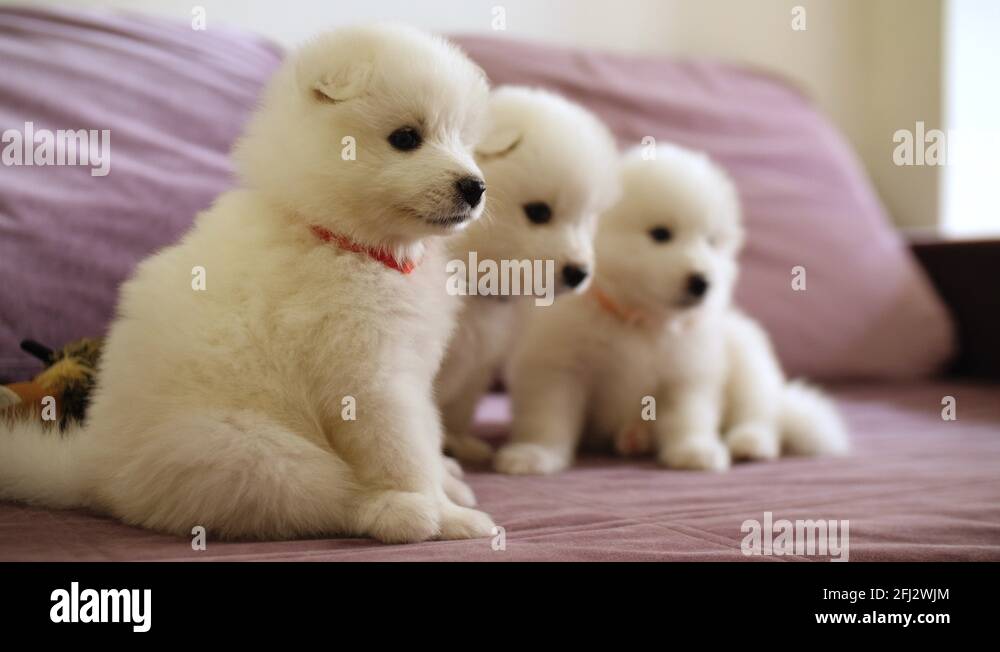 Samoyed puppy Stock Videos & Footage - HD and 4K Video Clips - Alamy